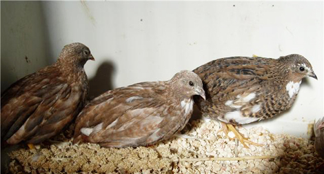 La chair de caille fait son entrée sur la table oranaise – الشروق أونلاين