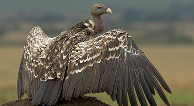 وفاة أكبر كندور معمر في الجزائر – الشروق أونلاين