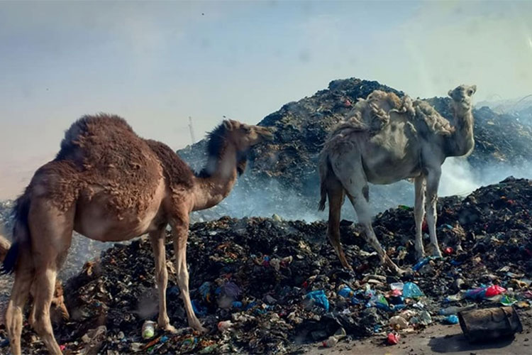 المفرغة العمومية بحاسي مسعود تفتك بالثروة الحيوانية والسلطات تتفرج ...