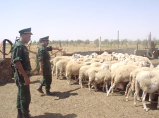 Aid El Adha: 3.5 million sheep will be sacrificed in Algeria at a cost ...