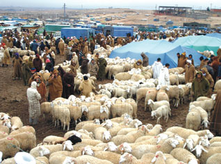 Algeria : long-running drought threatens 19 million sheep – الشروق أونلاين