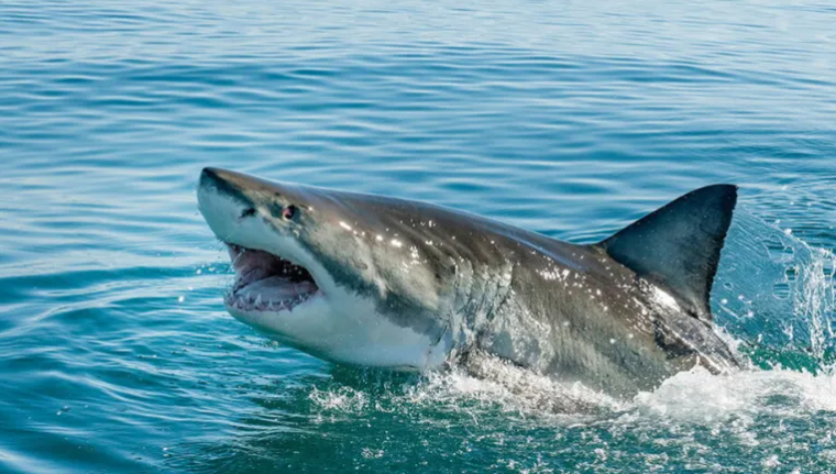 Egypte (vidéo): Deux touristes européennes tuées par un requin – الشروق ...