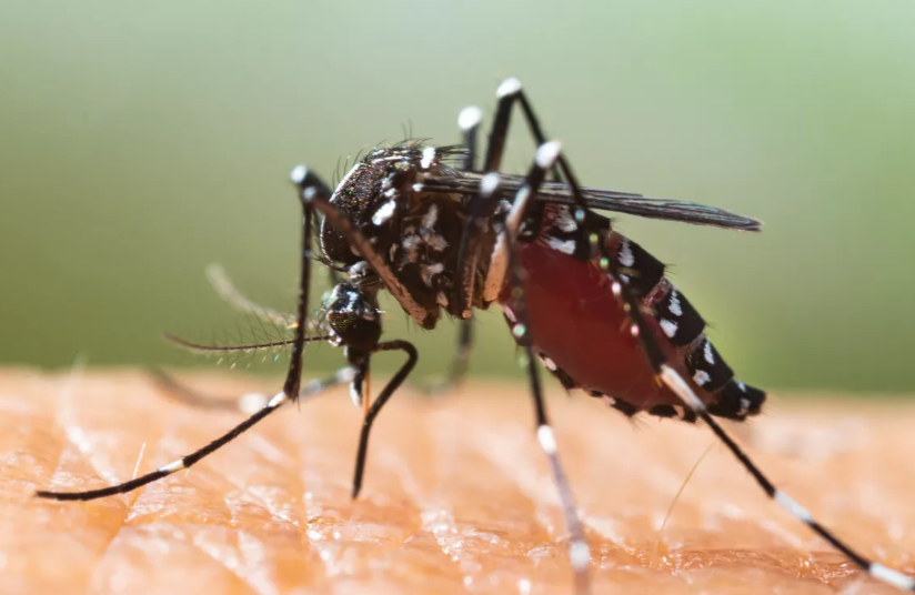 Le vaccin contre la dengue de Takeda autorisé dans l'Union européenne ...
