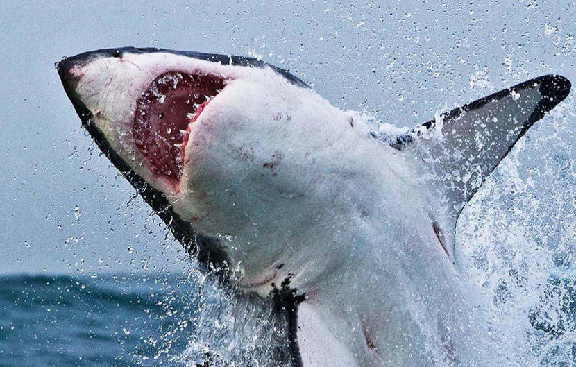 هذه آخر المستجدات في قضية الشاب الروسي ضحية القرش بمصر! – الشروق أونلاين