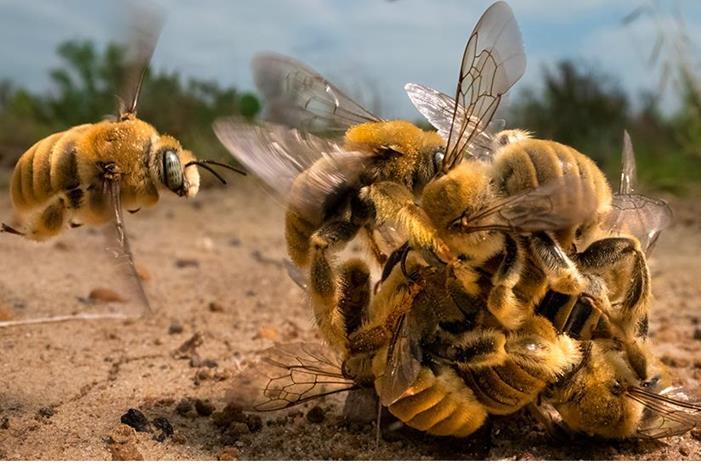 بالفيديو.. اكتشاف نحل "محنط" منذ زمن الفراعنة! – الشروق أونلاين