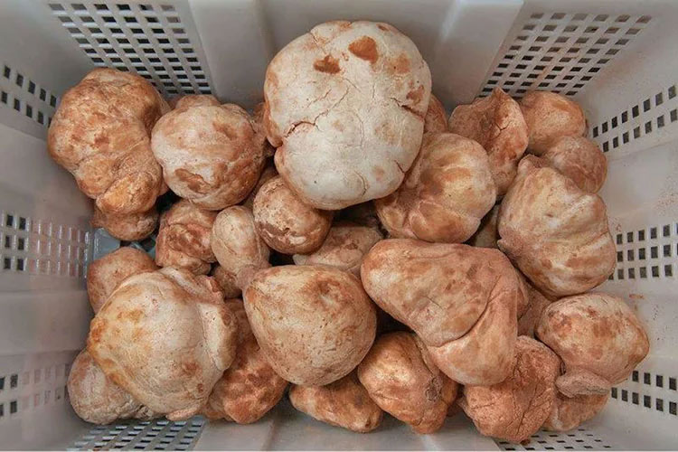 بواكير "الترفاس" تدخل السوق بأسعار خيالية – الشروق أونلاين